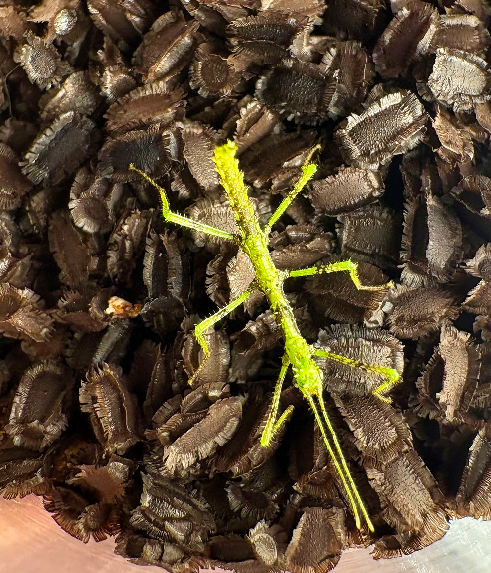 Taraxippus samarae "Siquirres" Nymphs – Xoticbugs